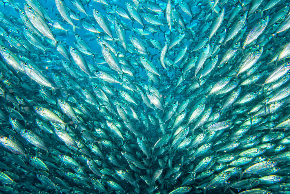 Jak słyszą ryby | Graal