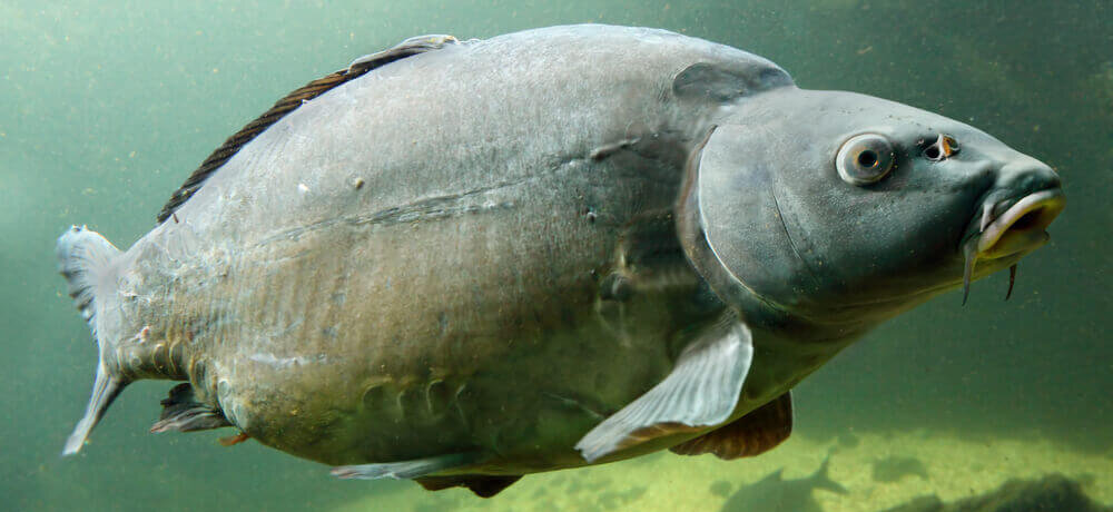 Najdłużej żyjące ryby | Graal