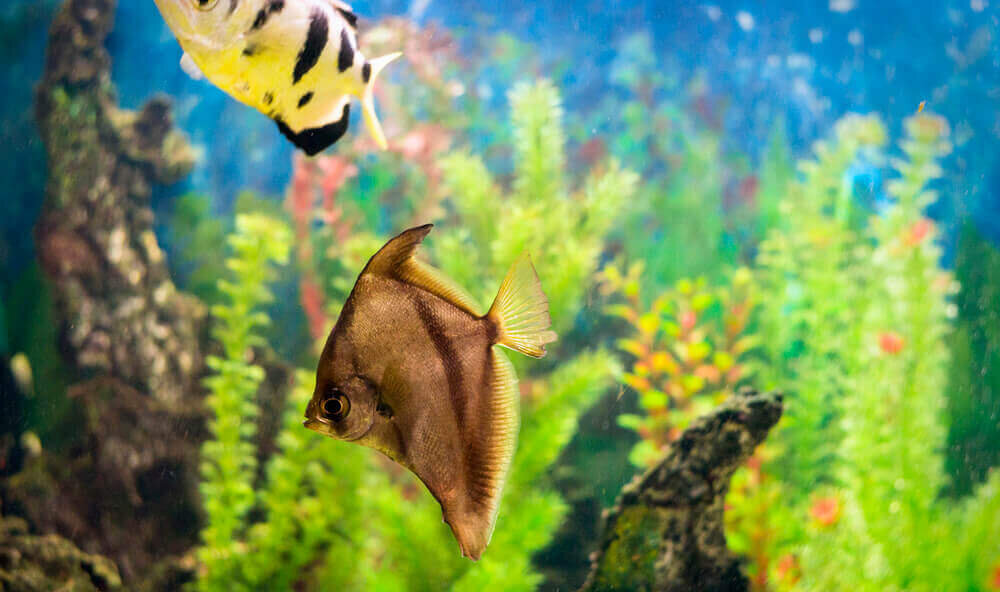 Jak ryby odbierają smak | Graal