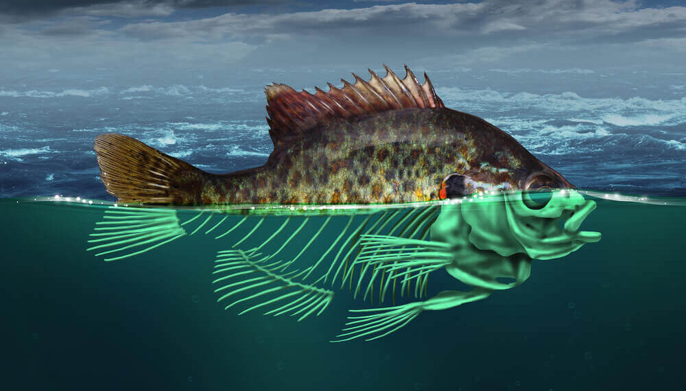 Trujące ryby w Polsce | Graal